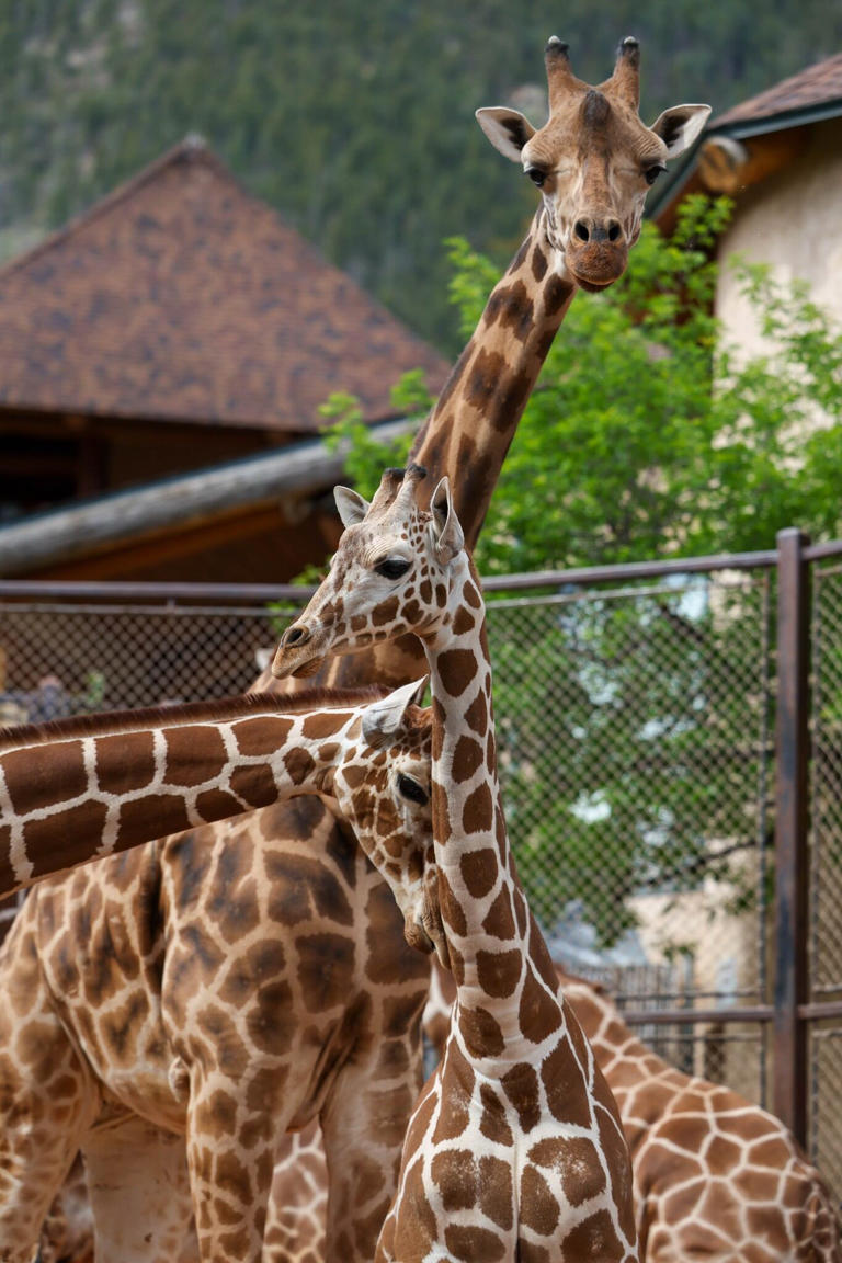 Cheyenne Mountain Zoo welcomes new giraffe over the weekend