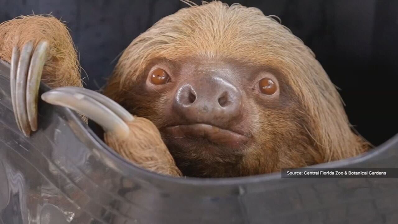 Bandit the sloth died from severe emaciation, zoo says