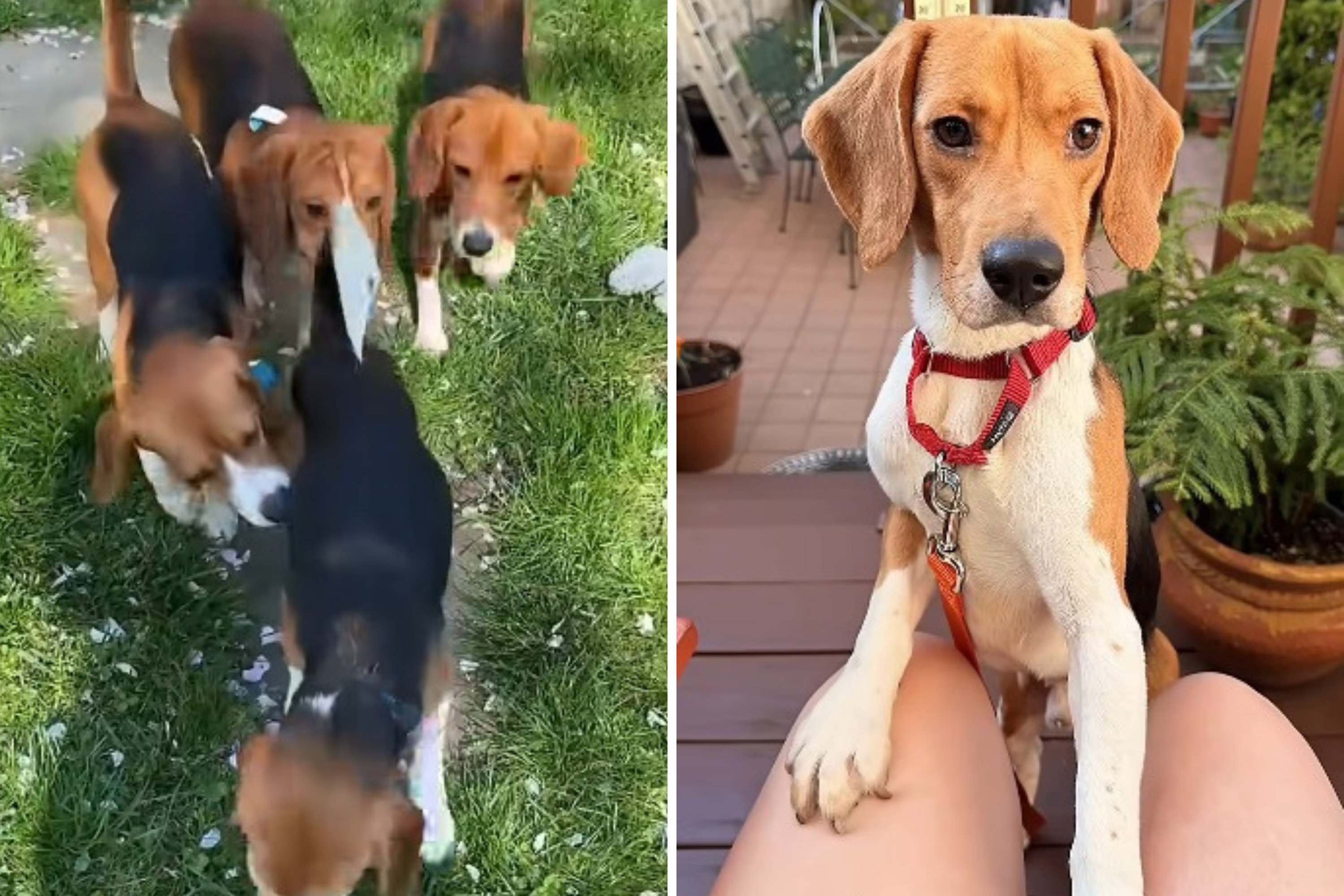 Tears as beagles rescued from research enjoy 'every second of freedom'