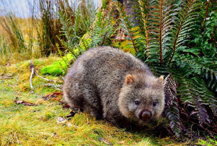 10 mammals that outran extinction