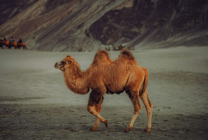 10 mammals that outran extinction