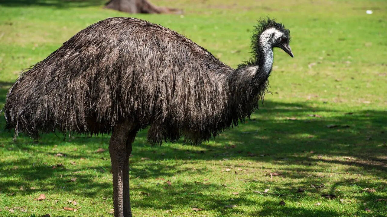 GK fact of the day: 7 fascinating flightless birds from across the globe