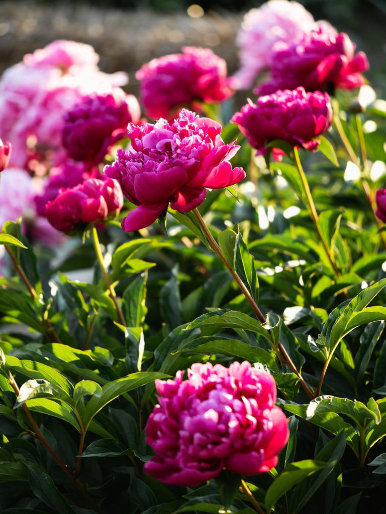 Deadheading peonies: The common May mistake that can affect next year’s ...