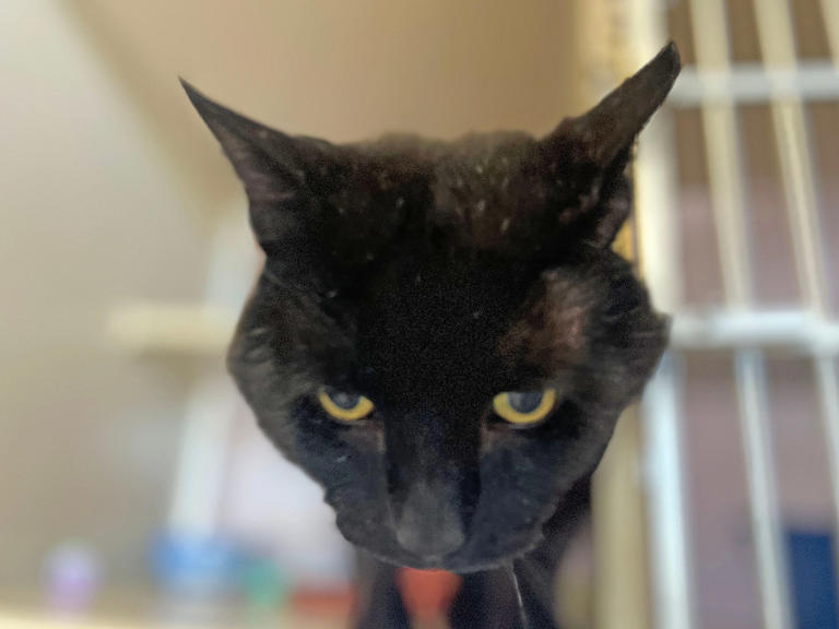 News Journal pet of the week is three-legged cat named Unit