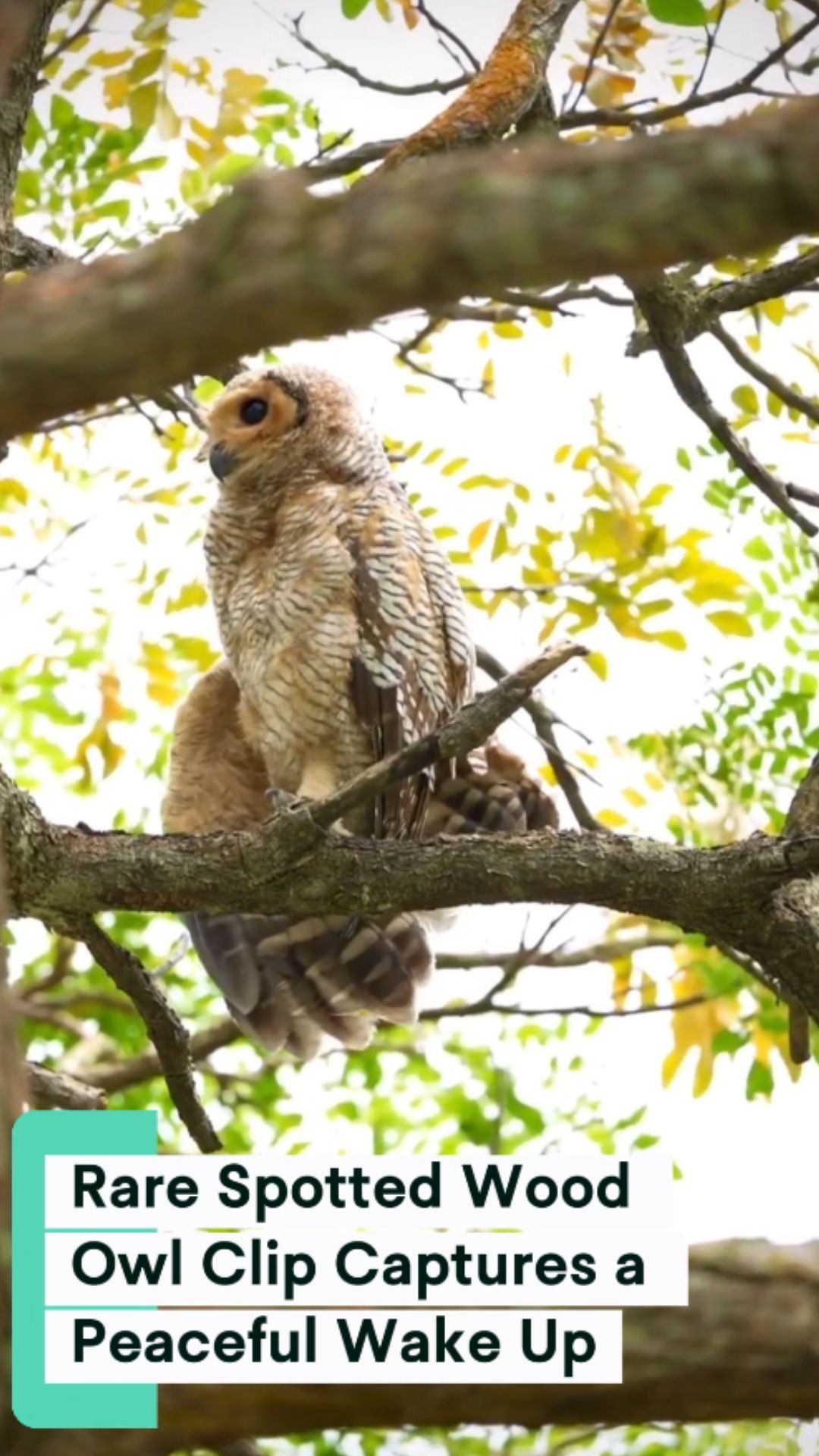 Rare spotted wood owl clip captures a peaceful wake up