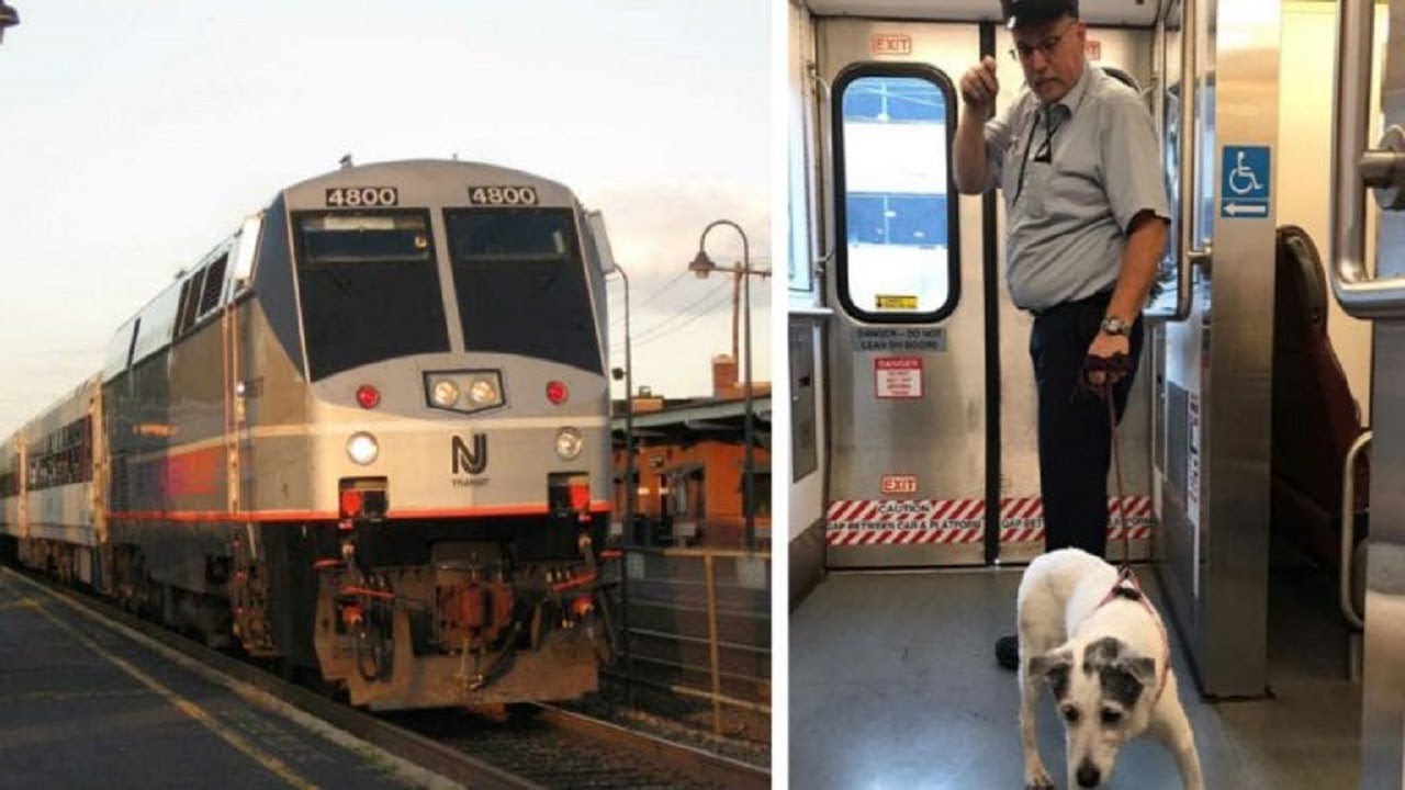 Train conductor saves lost dog stuck on tracks