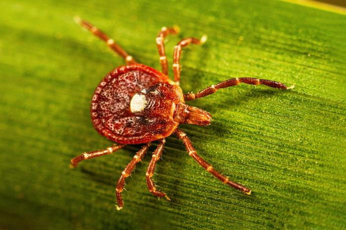 Tick bites are rising. What to know about Lyme disease and alpha-gal ...