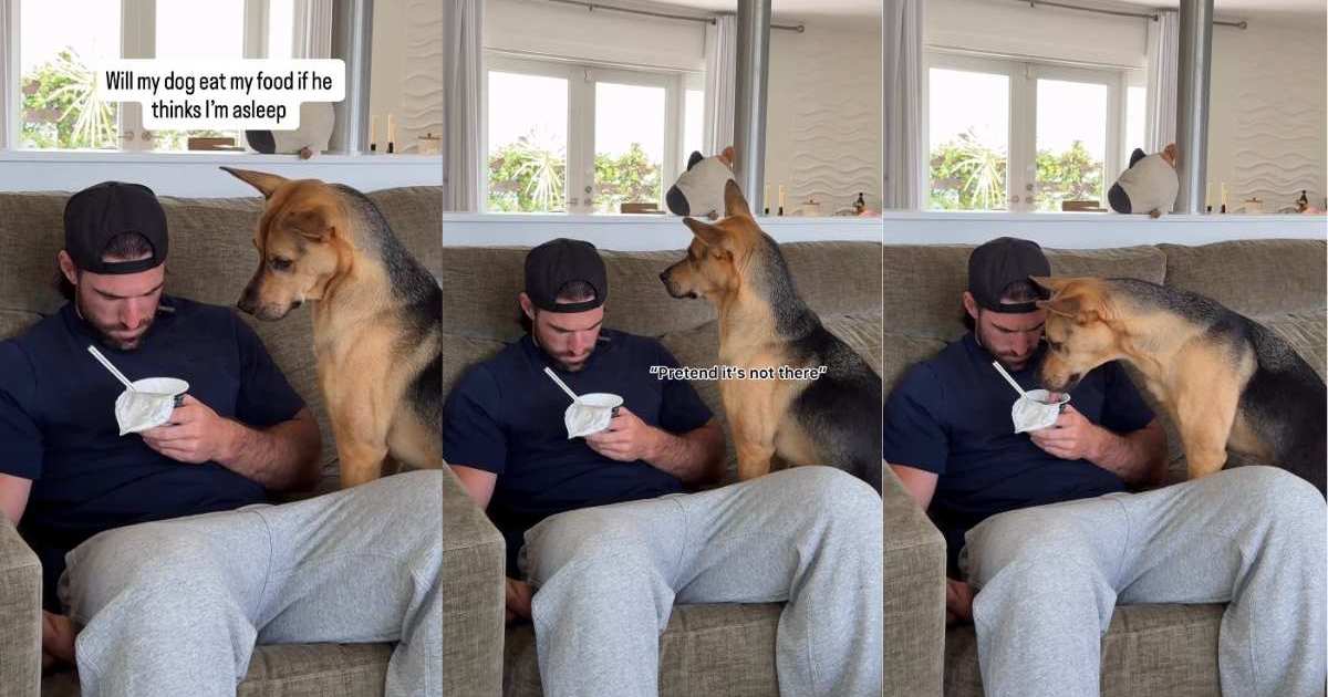Rescue dog contemplates for a long time before eating dad's food while ...