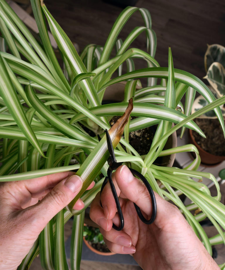 What to do with a spider plant in May to ensure vigorous growth all ...