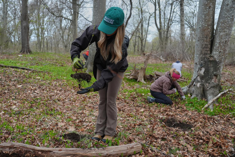 Study says trees counter half the world's urban heating, but not in the ...