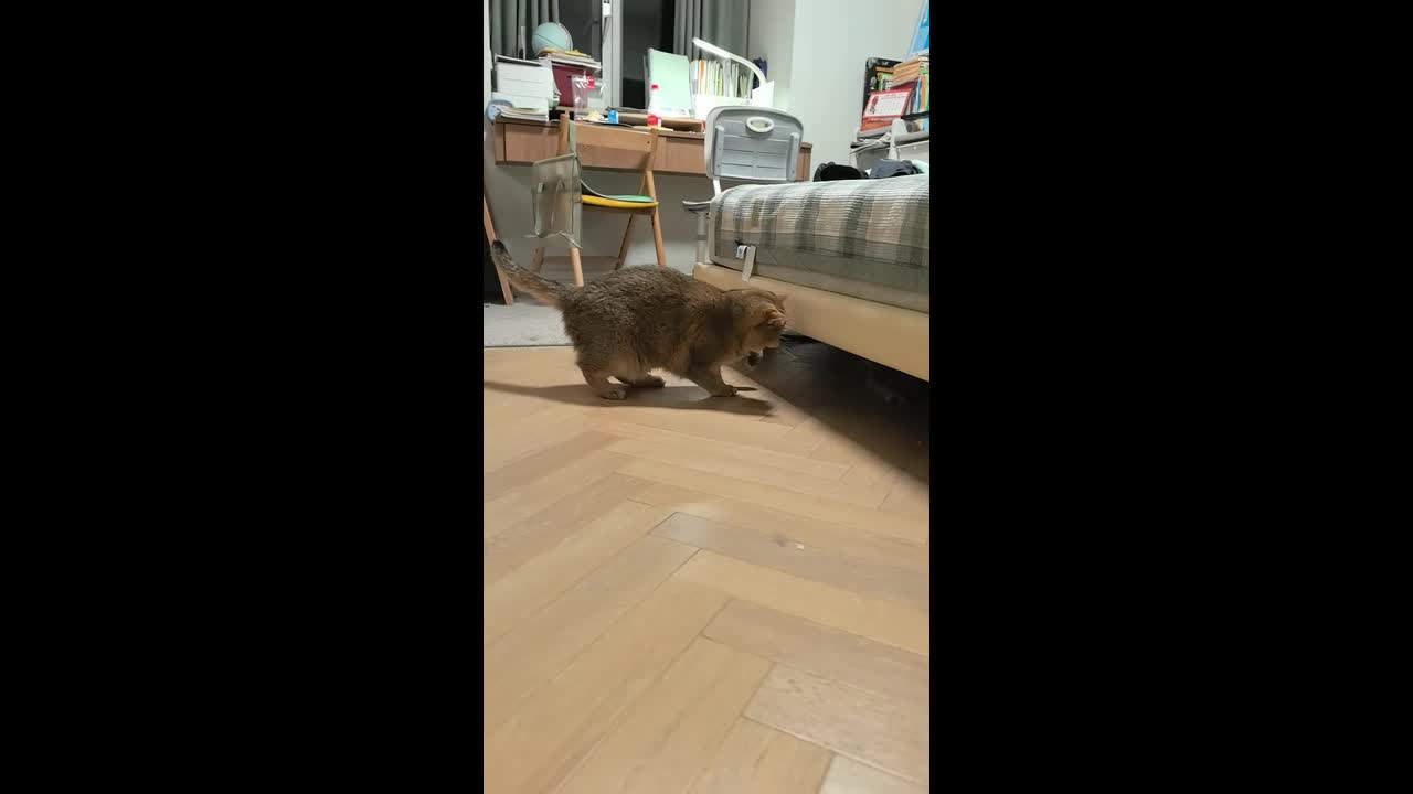 Cat and chinchilla playful scuffle in Hubei, China