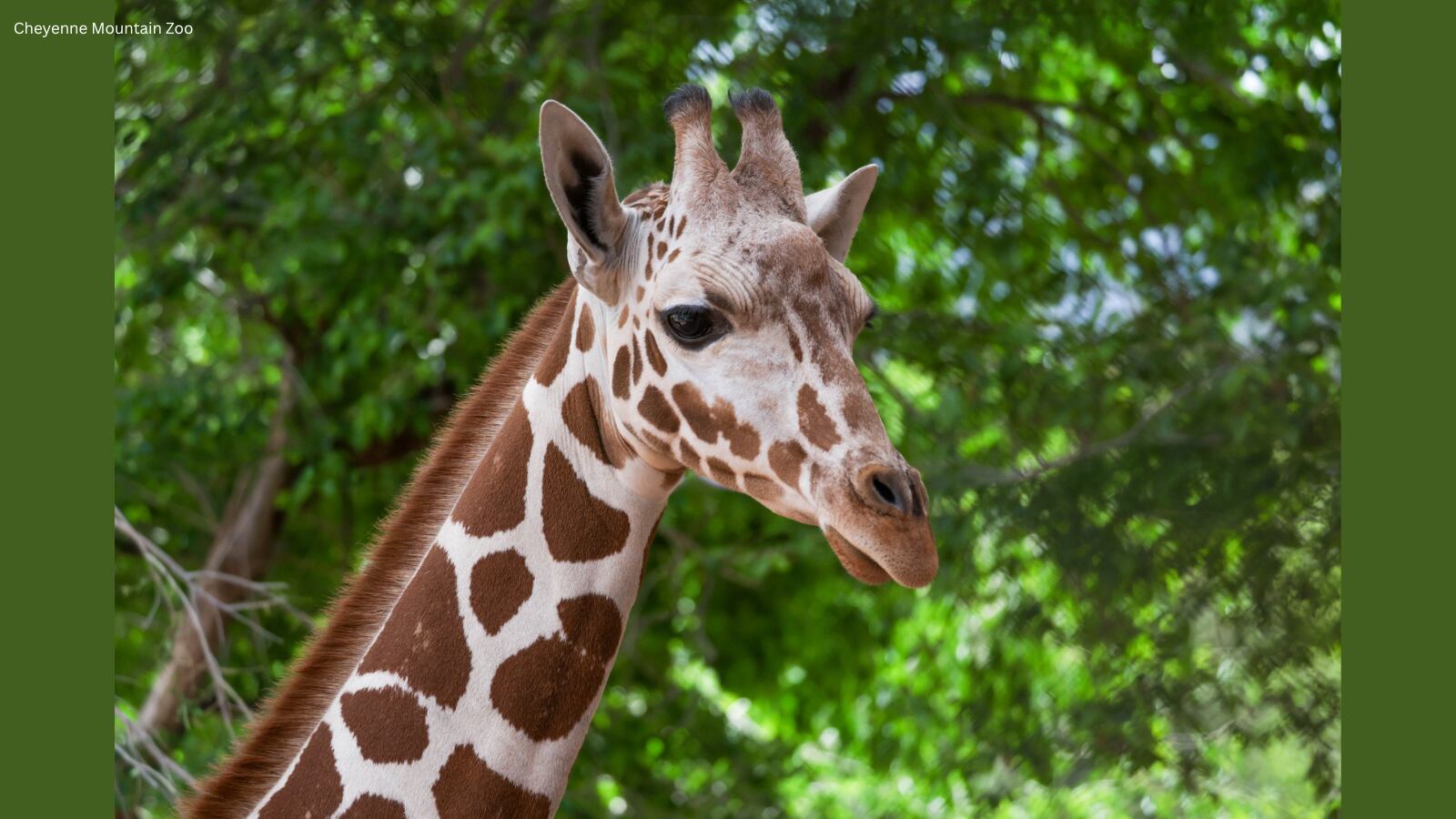 Cheyenne Mountain Zoo welcomes new giraffe over the weekend