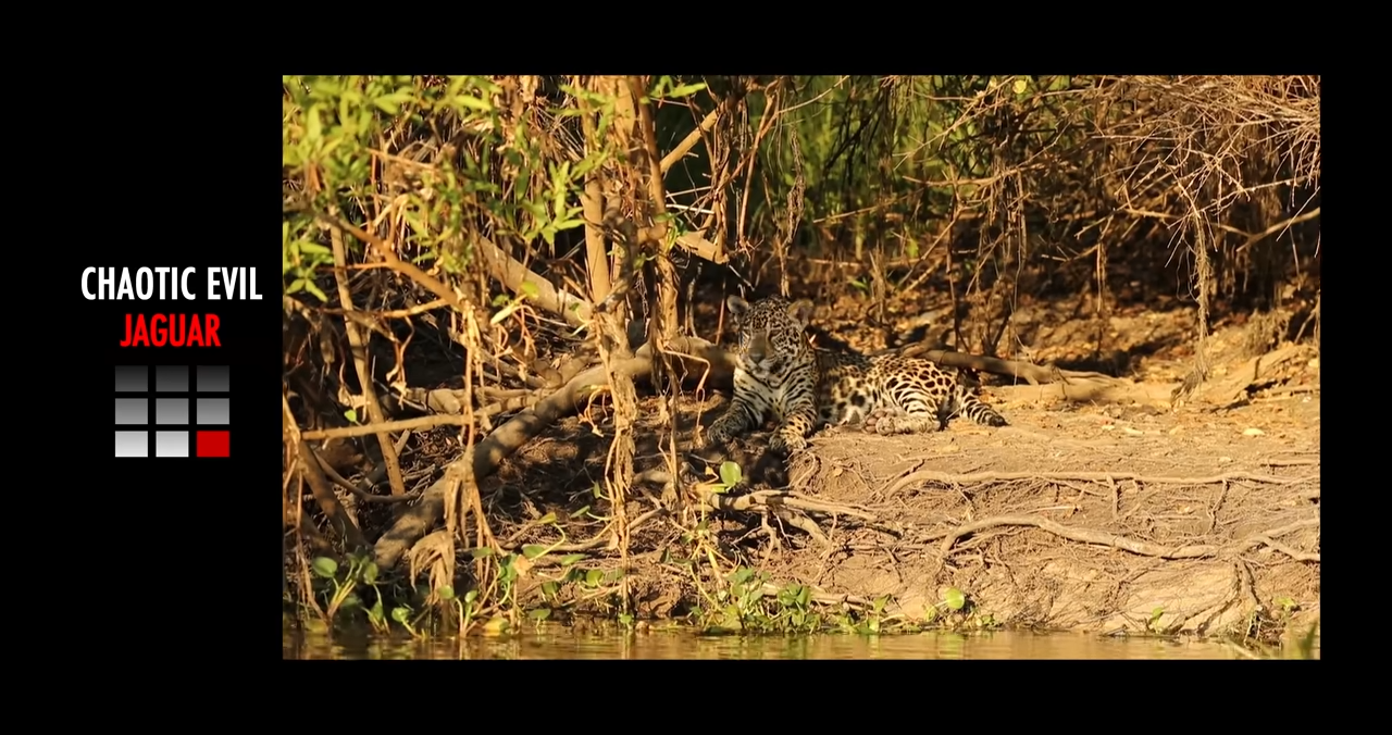 Watch what happens when a jaguar crushes a skull with one bite