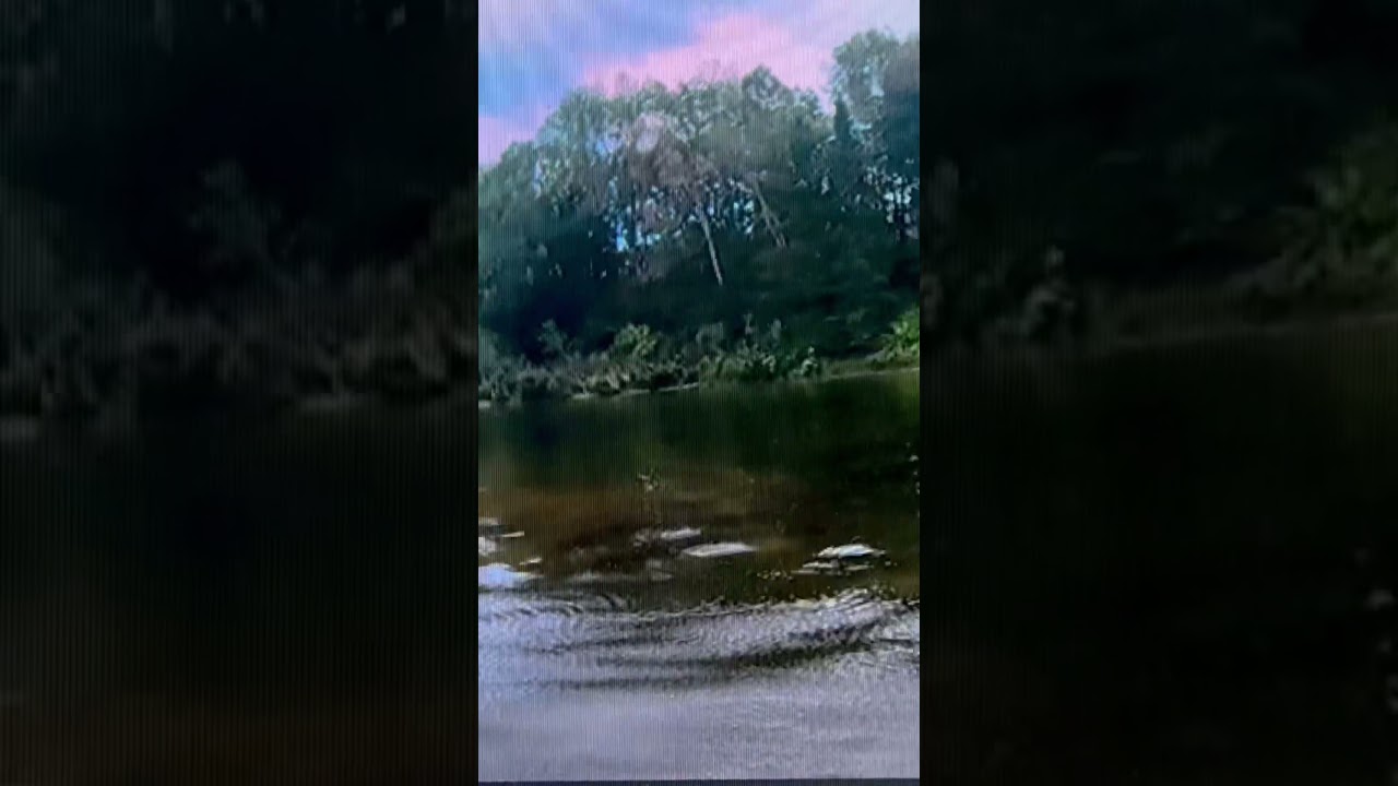 A terrifying moment when my dog almost drowned