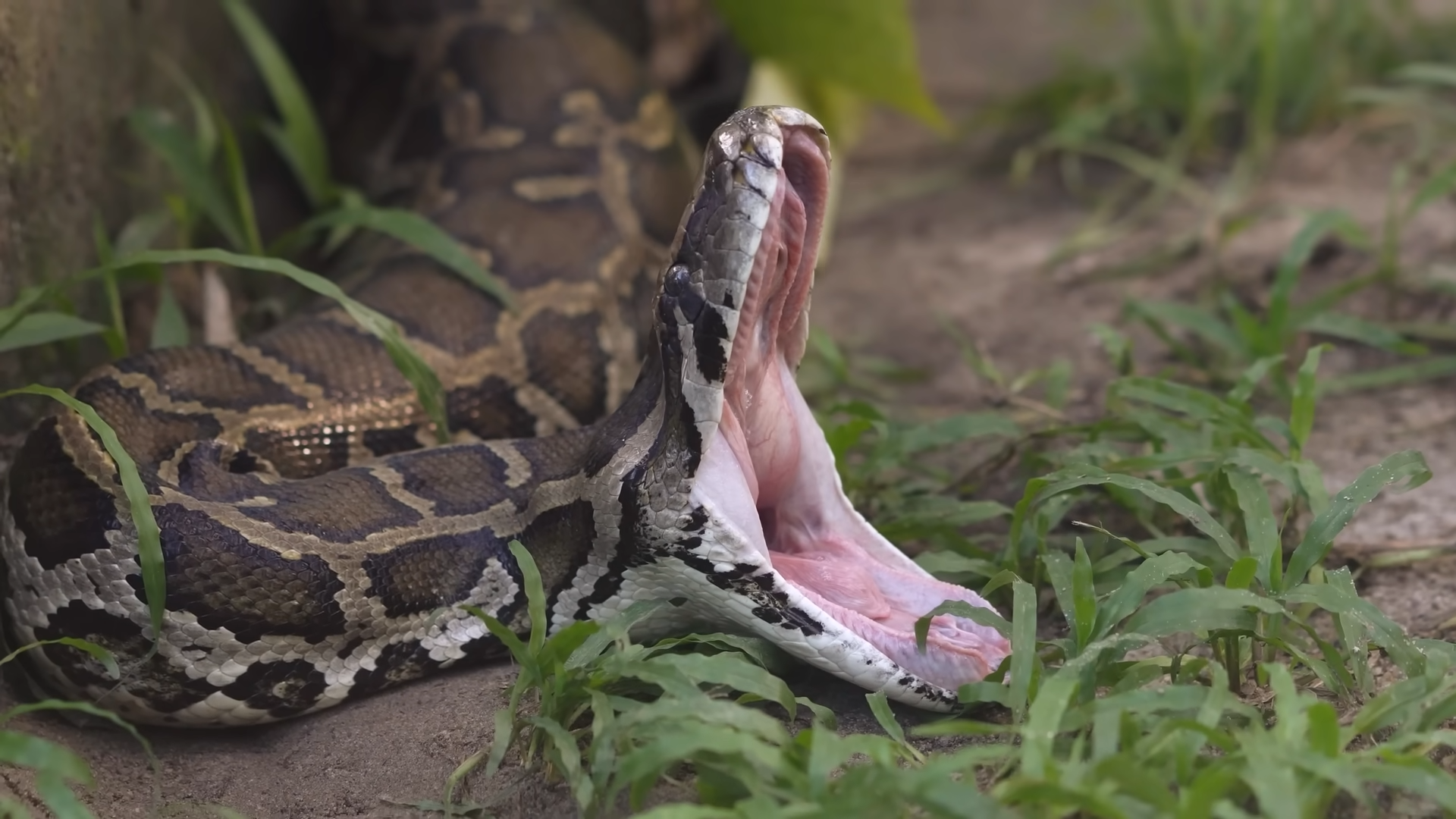 This 5-meter snake is eating the Everglades - and nothing is stopping it