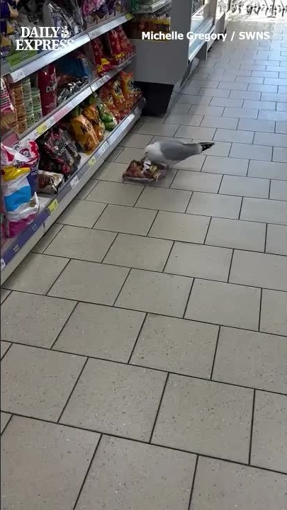 Cheeky seagull steals crisps from supermarket!