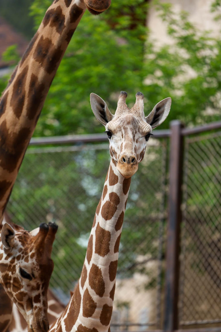 Cheyenne Mountain Zoo welcomes new giraffe over the weekend
