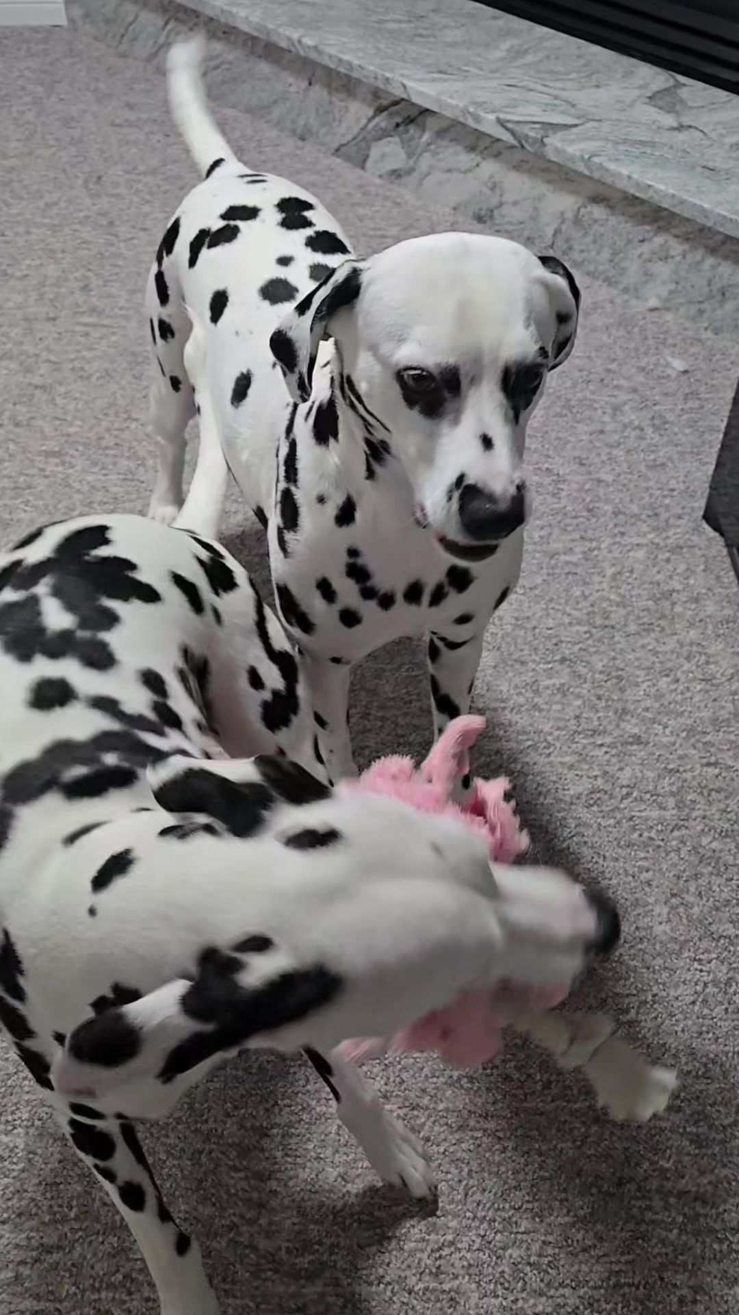 Cute dog besties Keeley and Sela spread pure joy