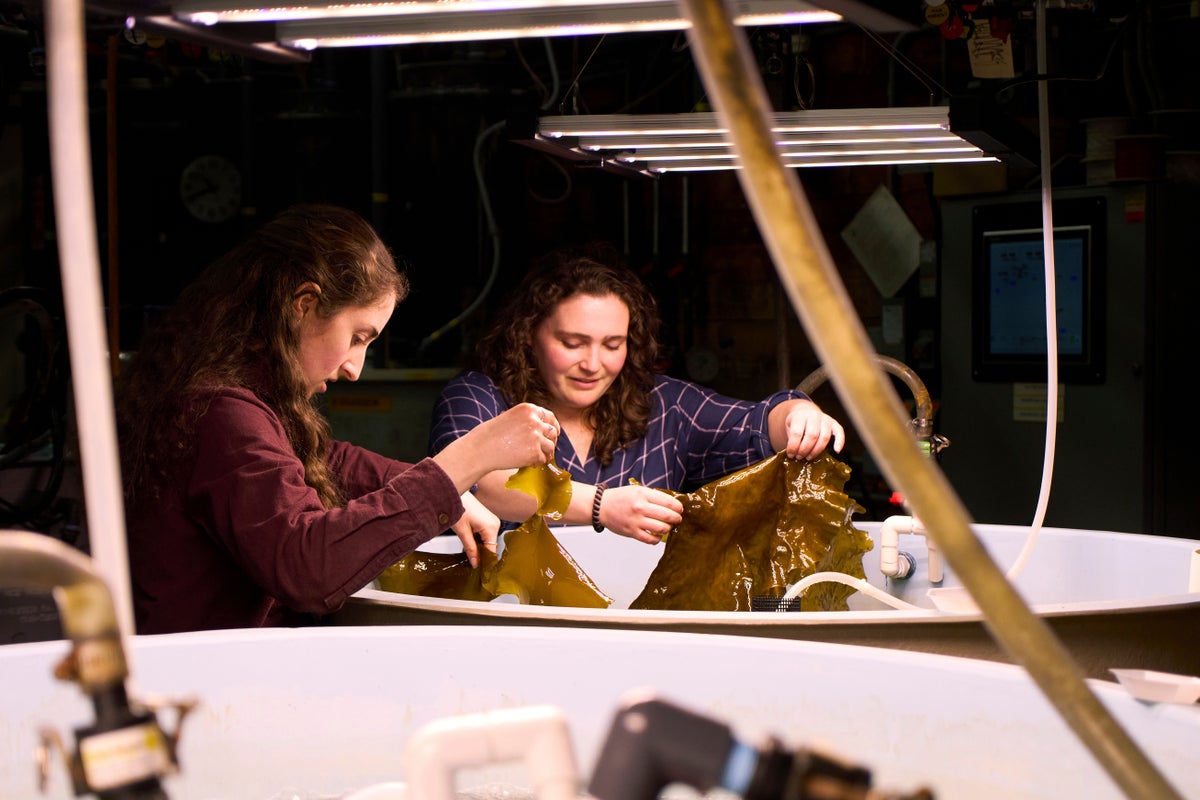 Planes and ships could run on kelp someday, but there are serious hurdles
