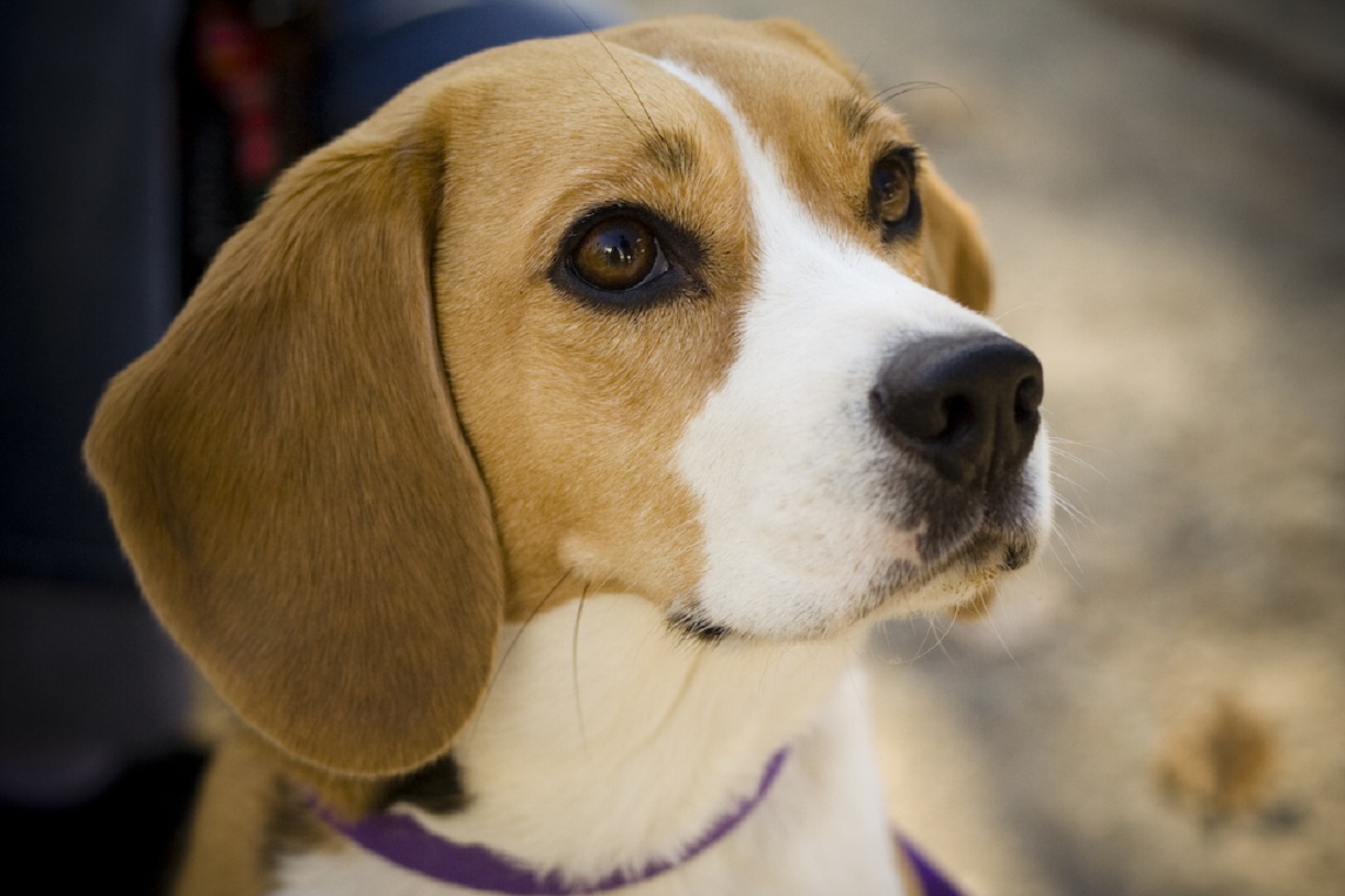 'They're safe': 1,500 beagles ready for adoption after rescue ...