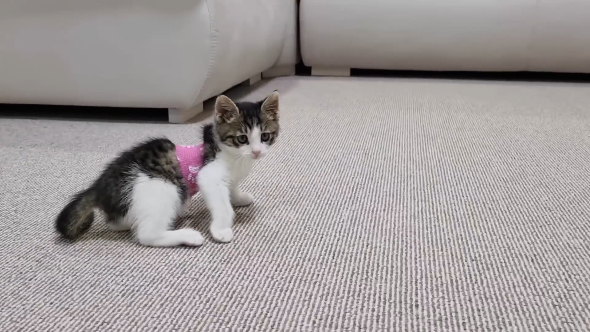 This kitten started giving fashion advice