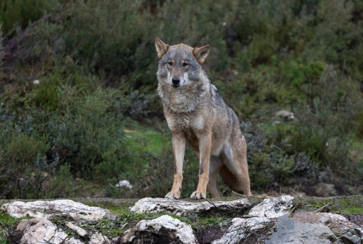 Common myths about wolves that will blow your mind
