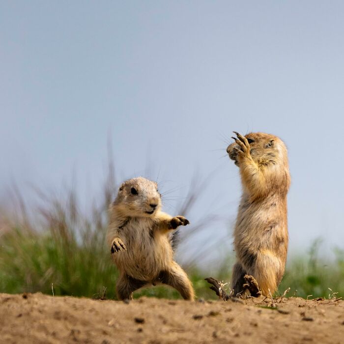 39 funny wildlife photos captured at exactly the right moment