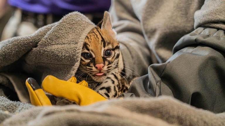 This ocelot kitten’s birth defied the odds