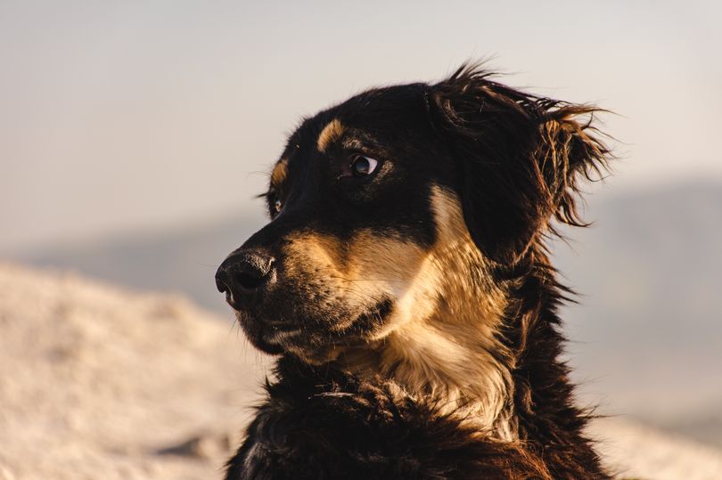 Warning sign your dog needs to see a vet that all owners should be aware of