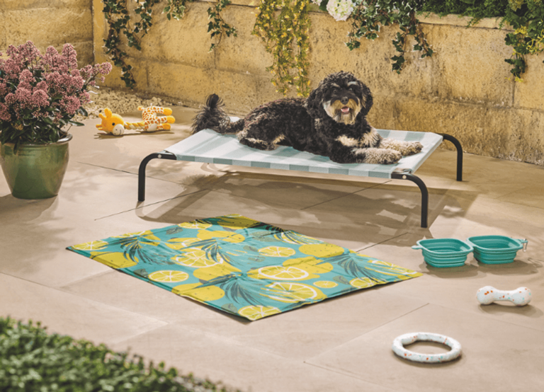 Aldi announces new pet range for summer but you must be quick - 'once ...