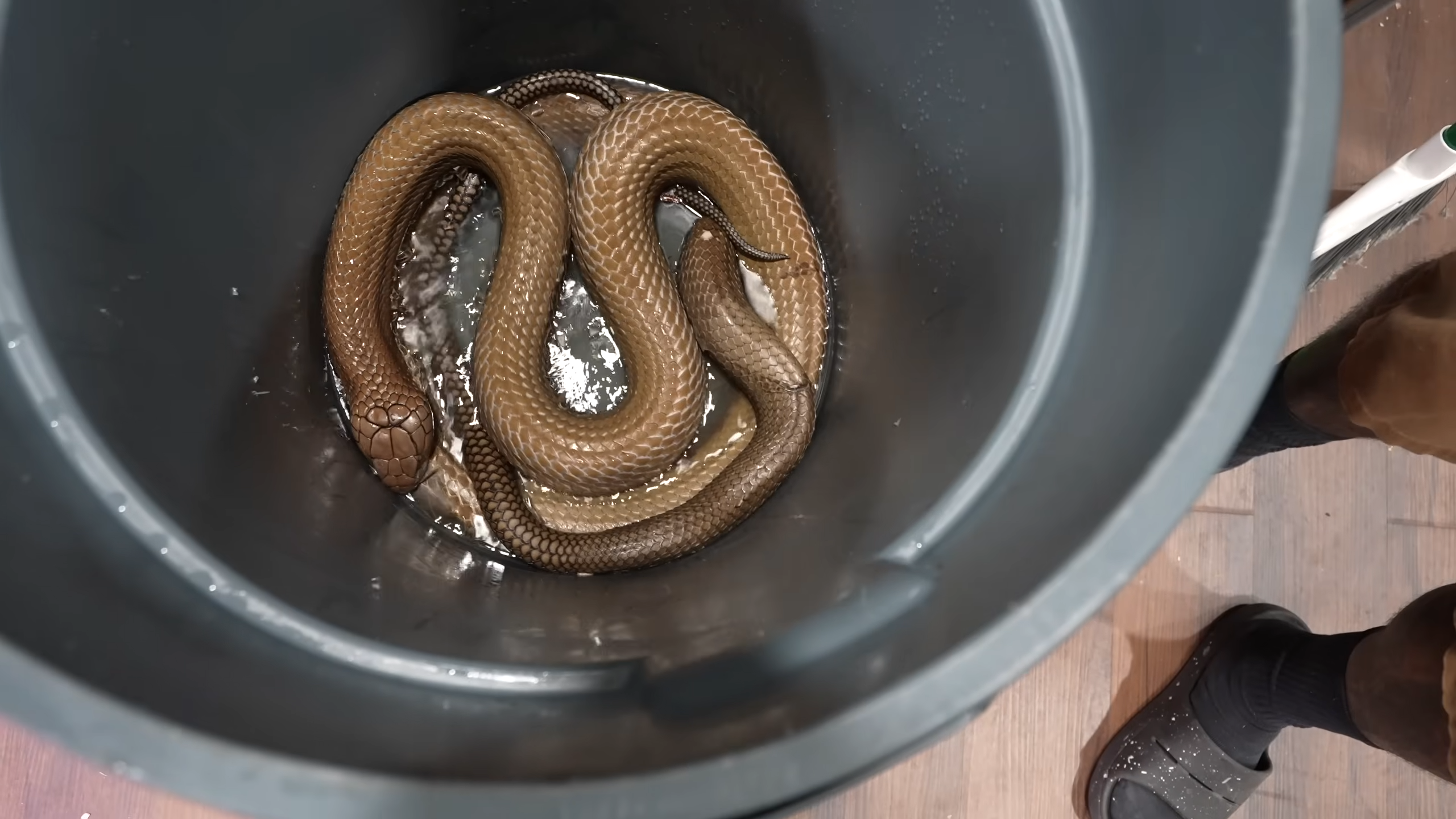 He Opened The Bucket Of His Deadliest Snake - And It Almost Bites Him