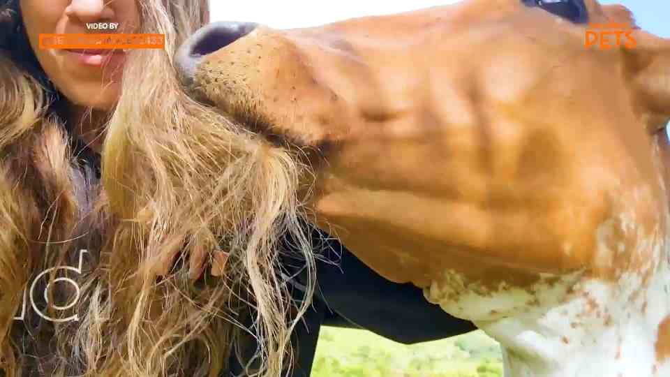 Woman has close friendship with pet cow