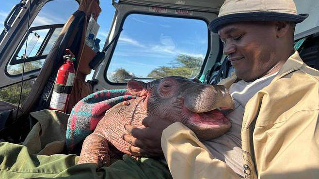 Orphaned baby hippo to be hand-reared by keepers at Kenya sanctuary