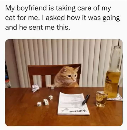 22 wild animal memes full of wacky and weird animal antics
