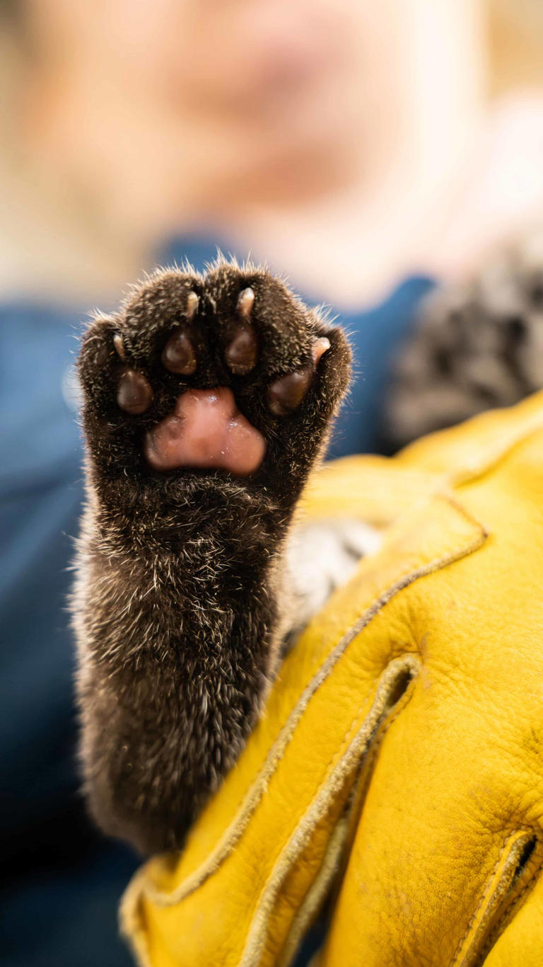 This ocelot kitten’s birth defied the odds
