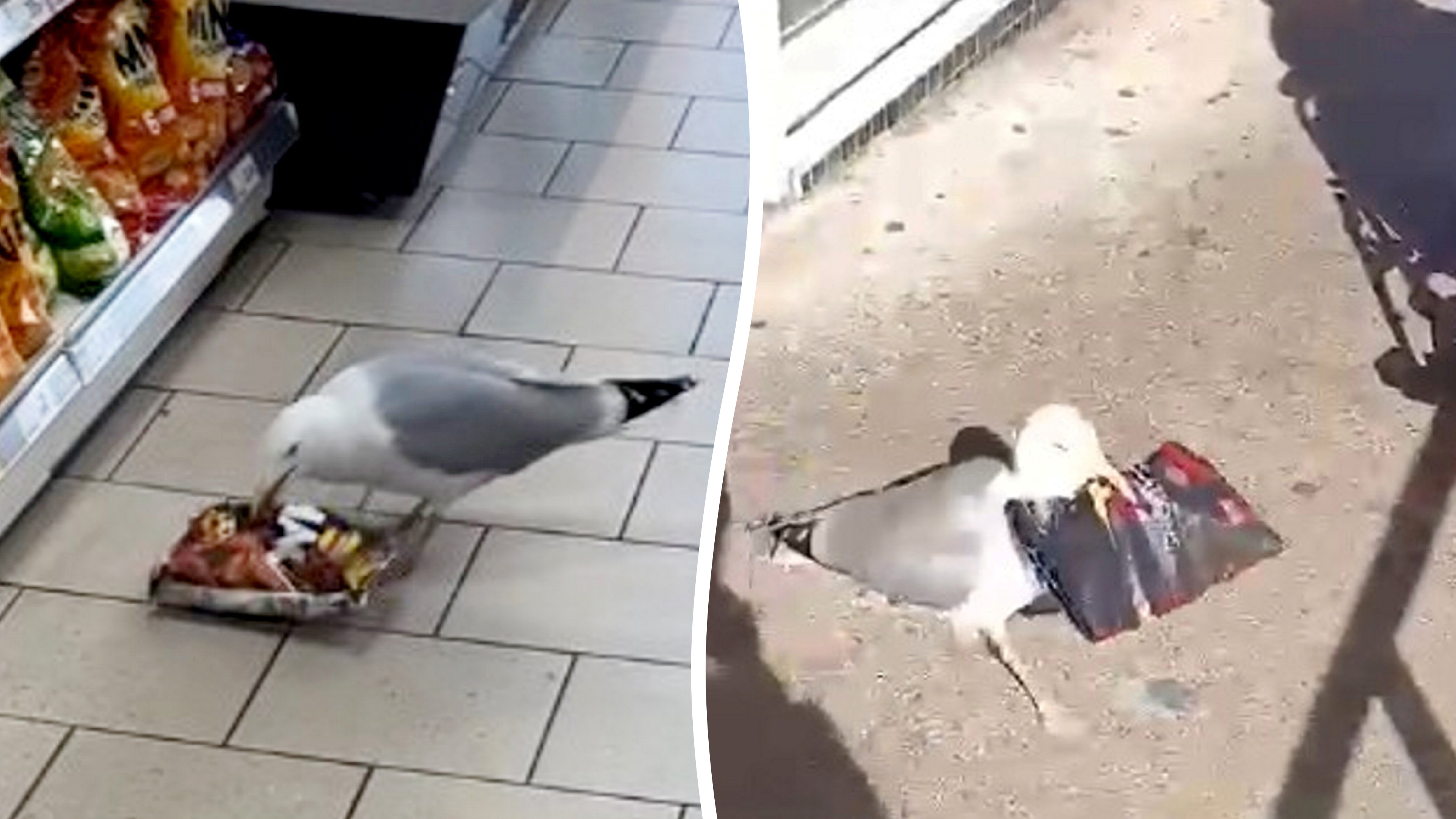 Seagull walks into supermarket called Heron Foods and steals bag of crisps