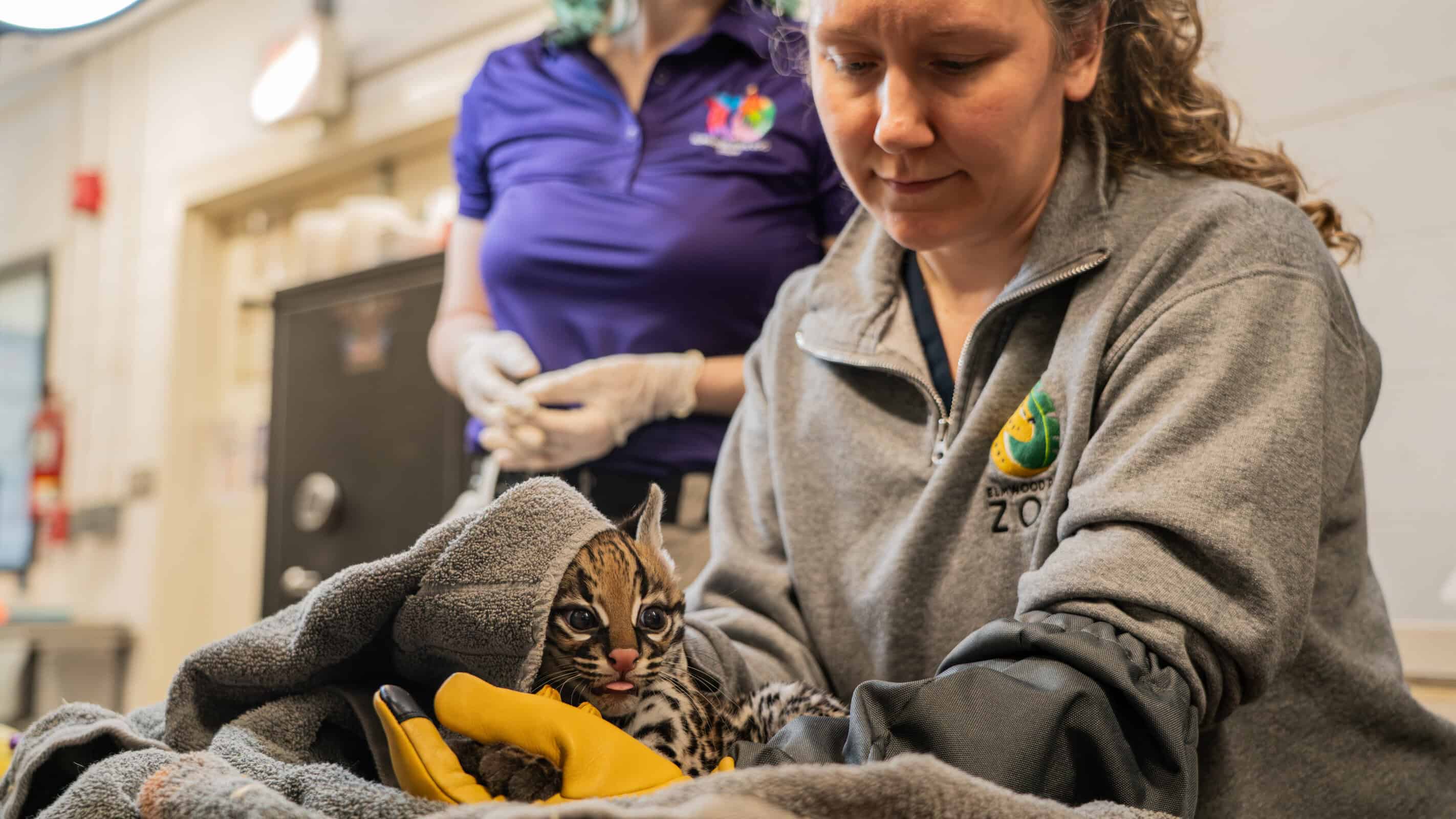This ocelot kitten’s birth defied the odds