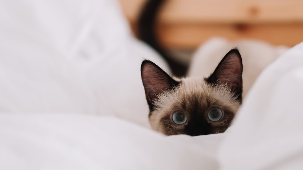 Cats watch us while we sleep: Here’s why
