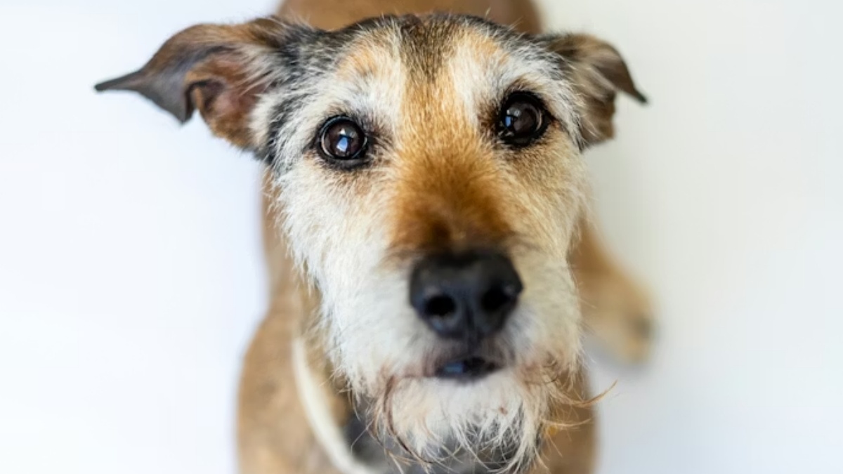 Why your dog cries when you leave (and when it could be anxiety)