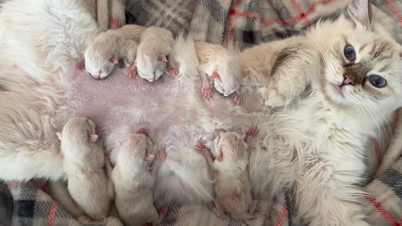 What to do if your cat is pregnant