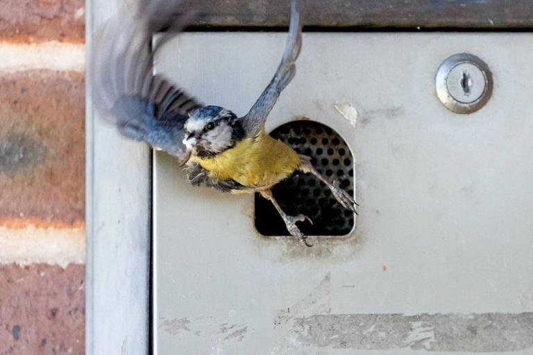 Smokers banned from village hall ashtray bin after blue tits move in