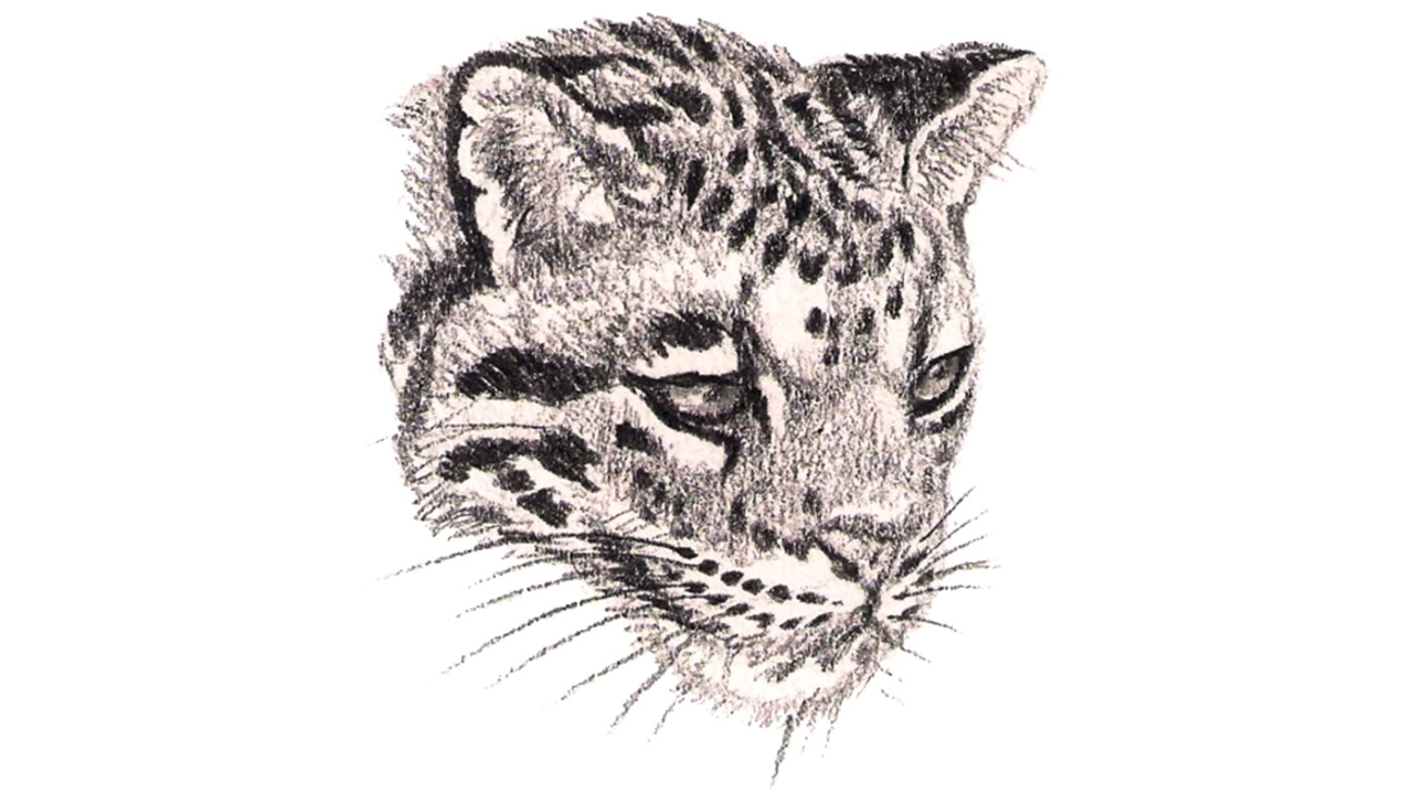 Unlock the secrets to drawing clouded leopard heads from multiple ...