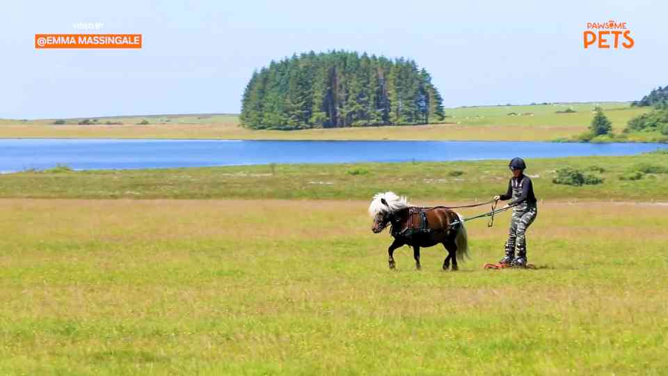 Horse grass skiing