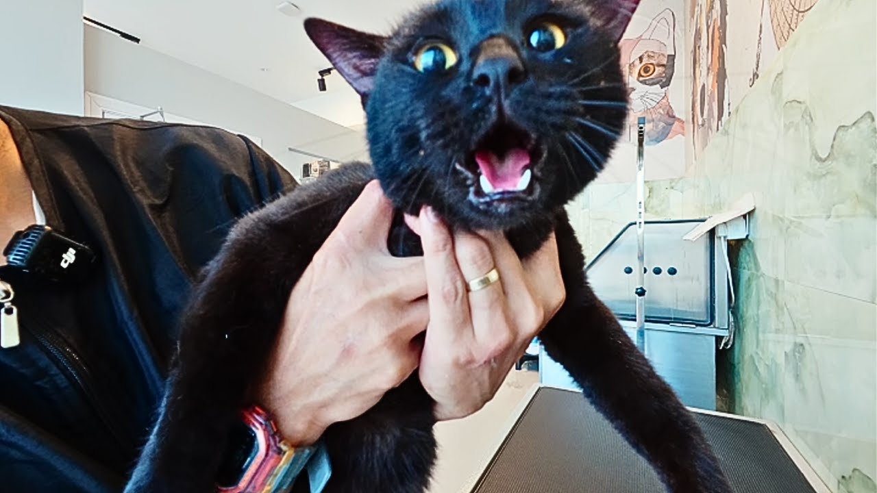 Handling a scared cat: Denzel’s groom 🐾