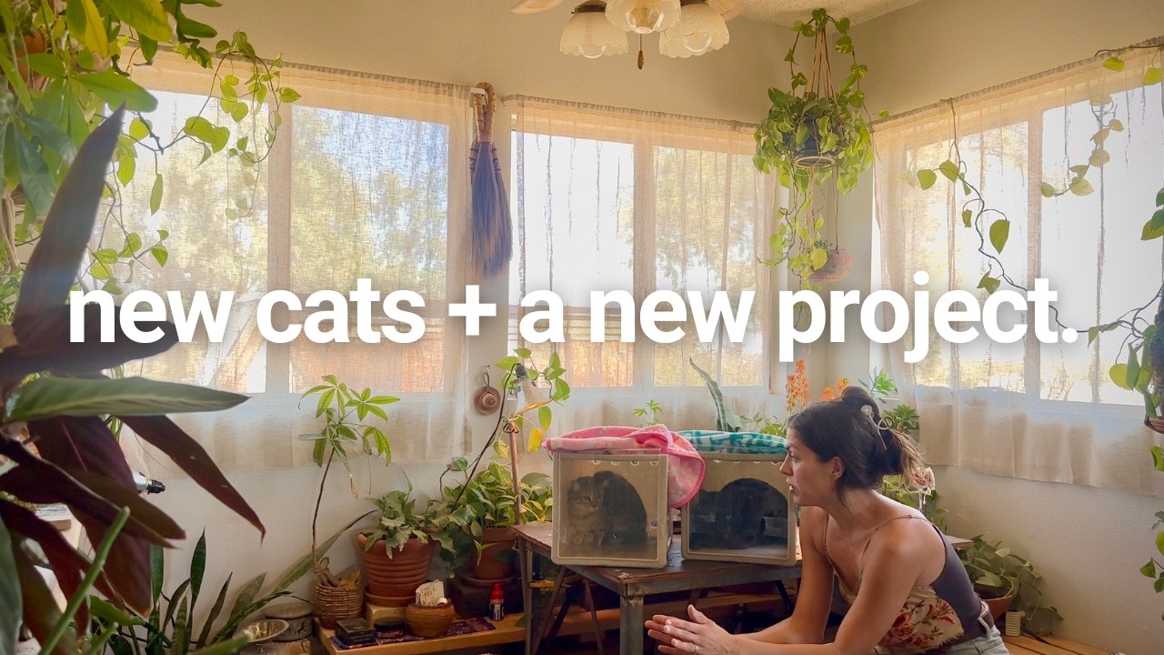Rescuing cats while starting a new project