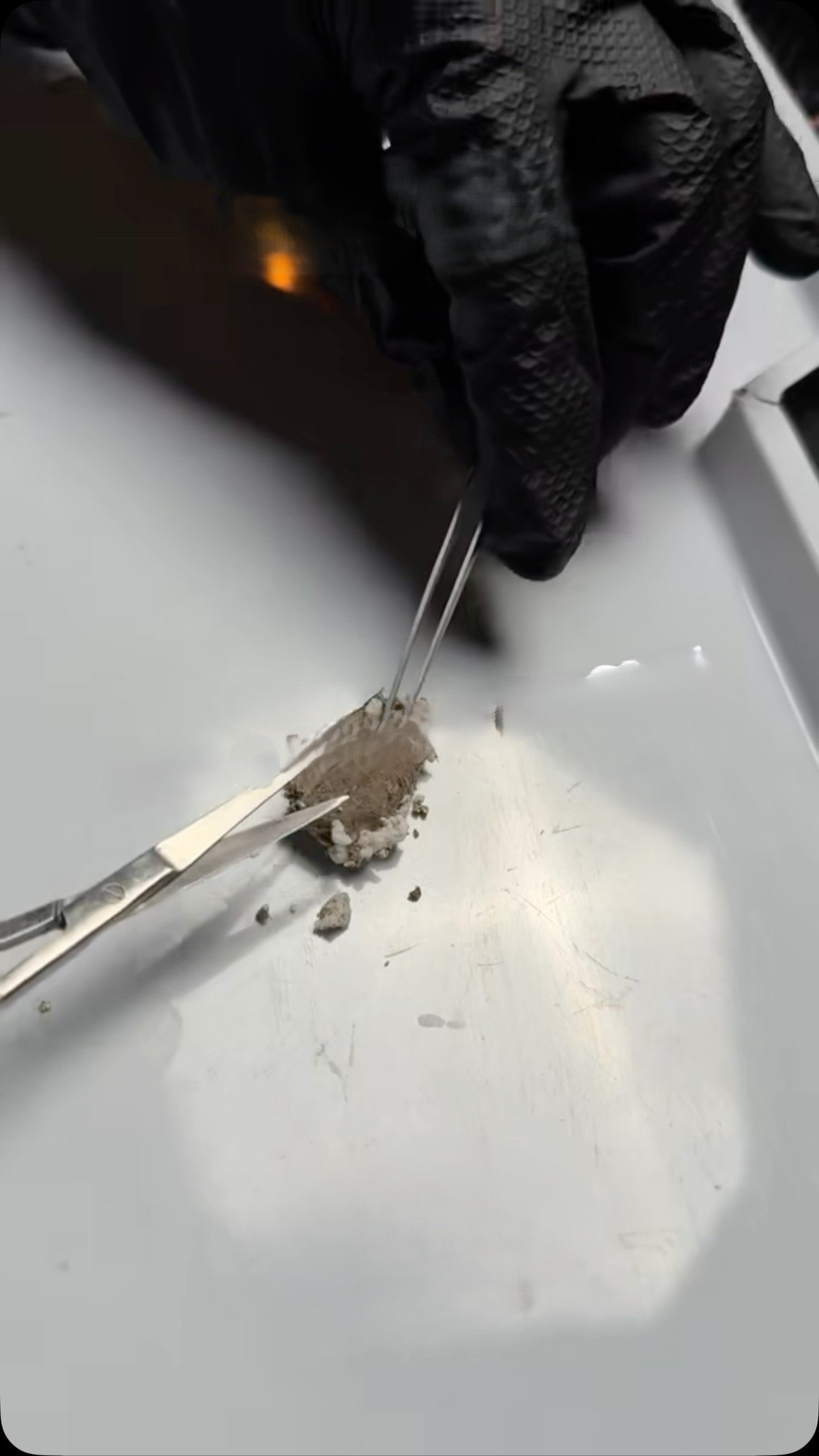 A look inside a snake egg with the Molinaro Snake Lab
