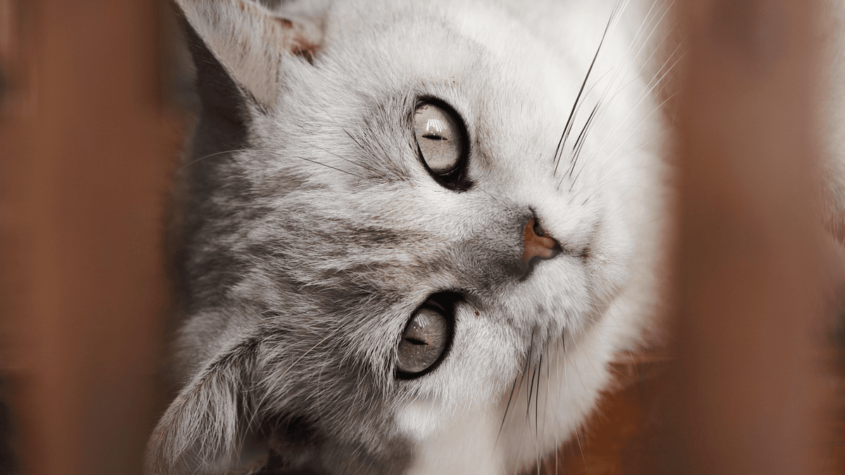If you see these 9 signs, your cat could be choosing you as its ...