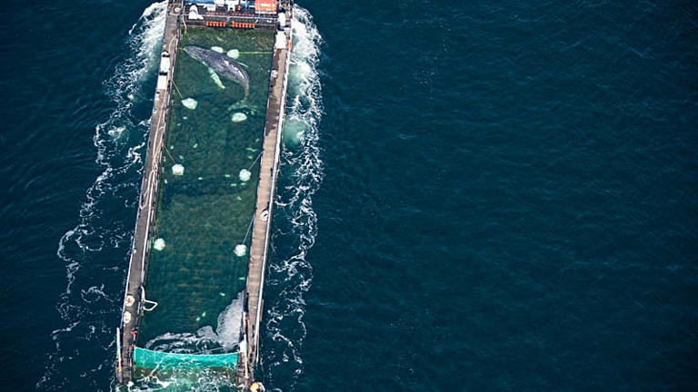Timmy the humpback whale is presumed to have died after being released ...
