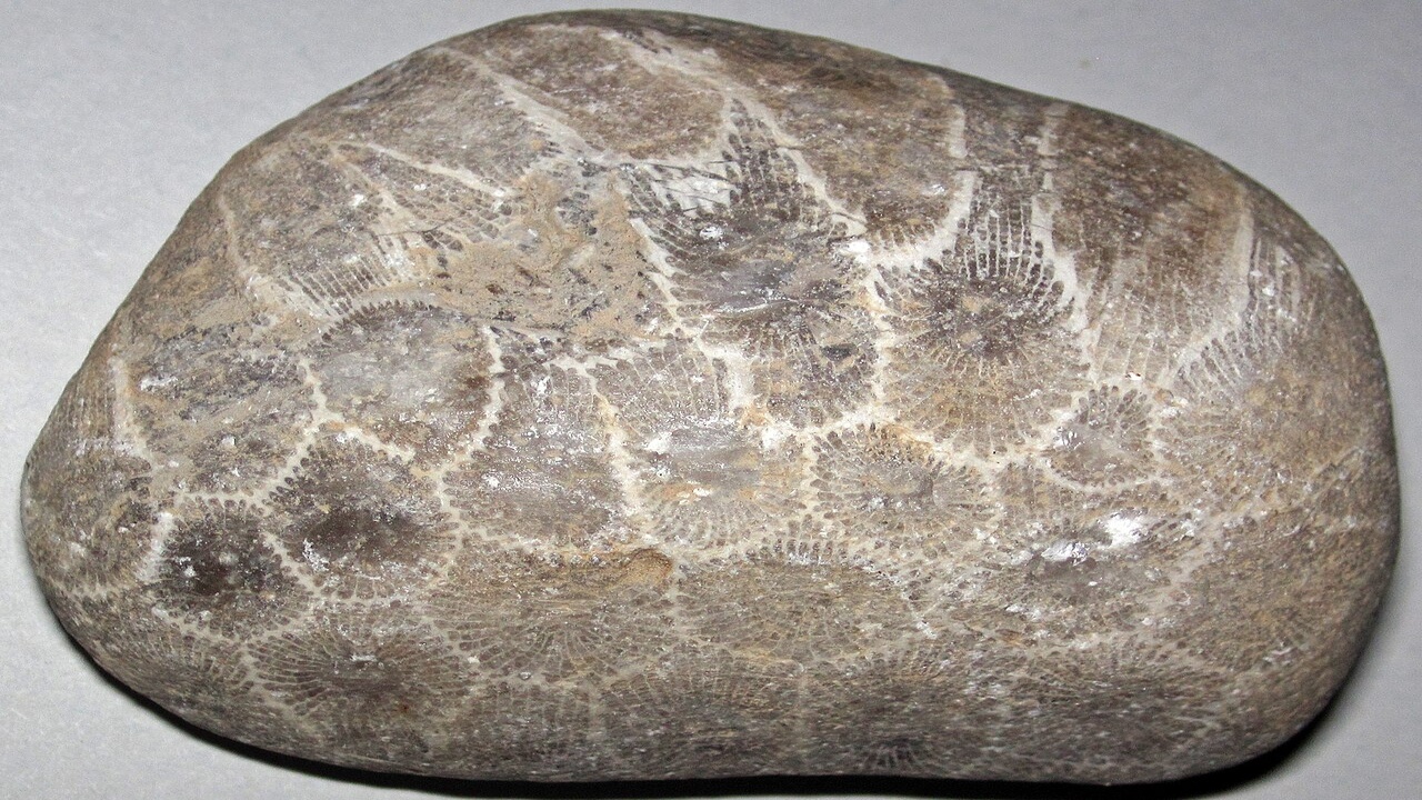 You can hunt fossils on the shore and drink where Hemingway drank in ...