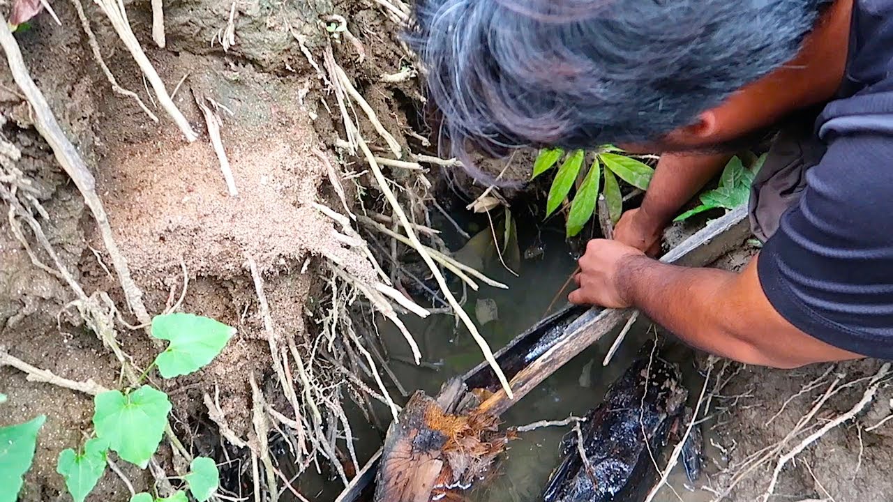 Makhluk raksasa bersembunyi di bawah akar pohon